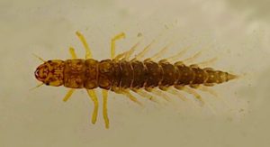 Alderfly identification and how to tie my best fly pattern